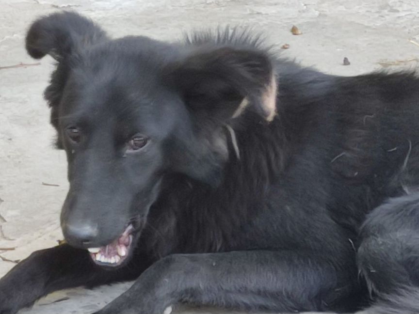 Собаки бесплатно в добрые руки