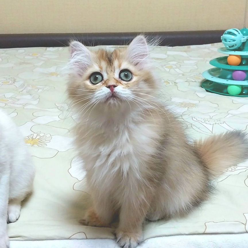 Шотландская малышка