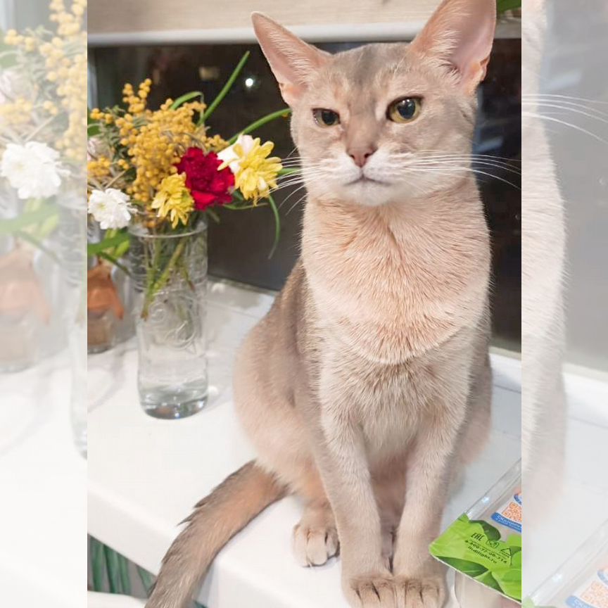 Абиссинская кошка