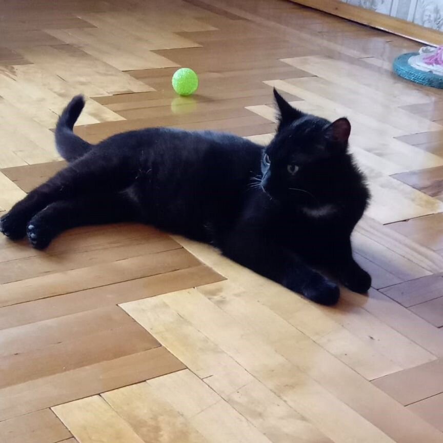 Черный котик в добрые руки