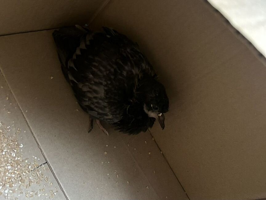 Птенец голубя