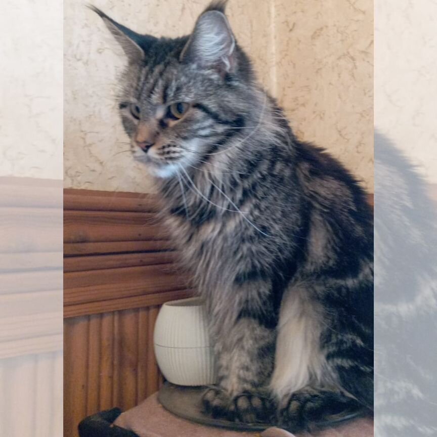 Кошка мейкун бесплатно