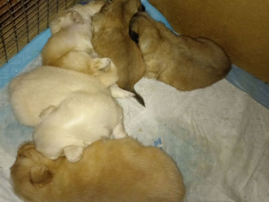 Пекинесики