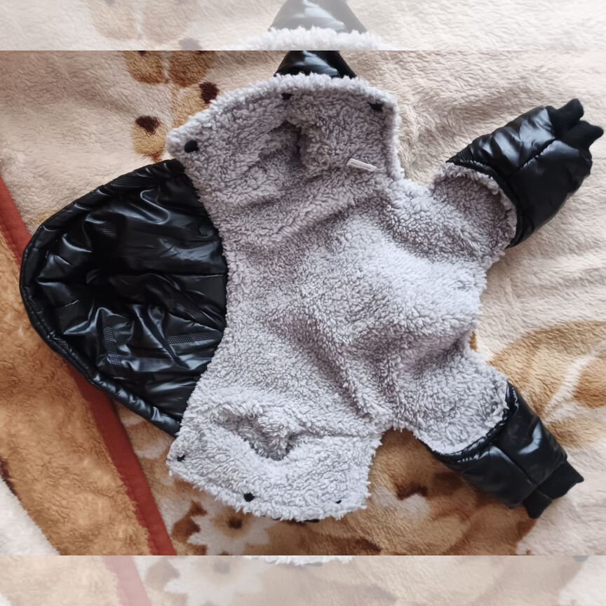 Мальтипу, взрослый пёс