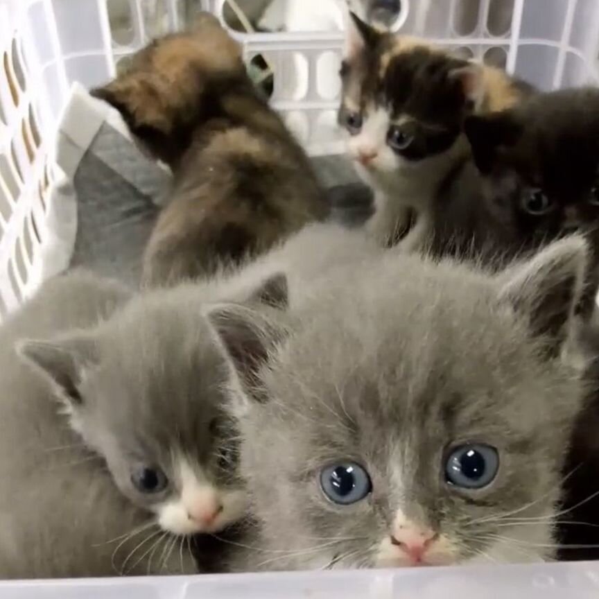 Котёнок в добрые руки