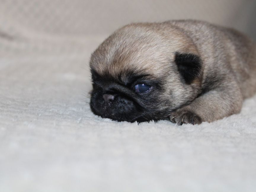 Щенки мопса