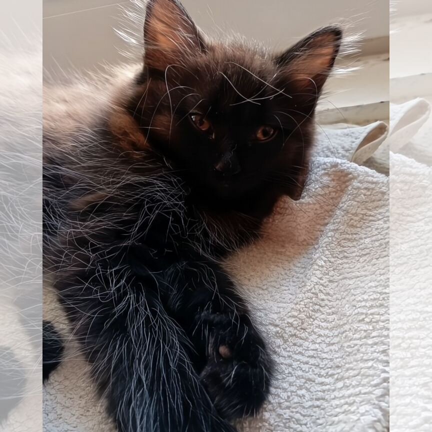 Котёнок в добрые руки