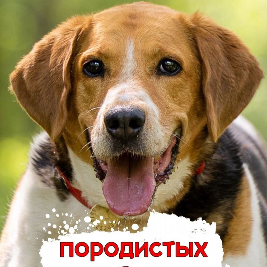 Русская пегая гончая, взрослый пёс