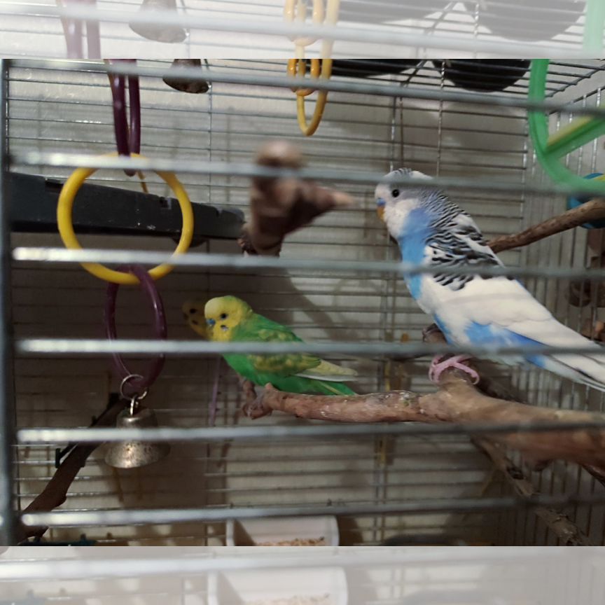 Попугаи с клеткой