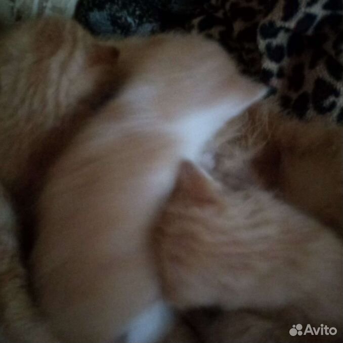 Три рыжих,пушистых комочка счастья. В добрые руки