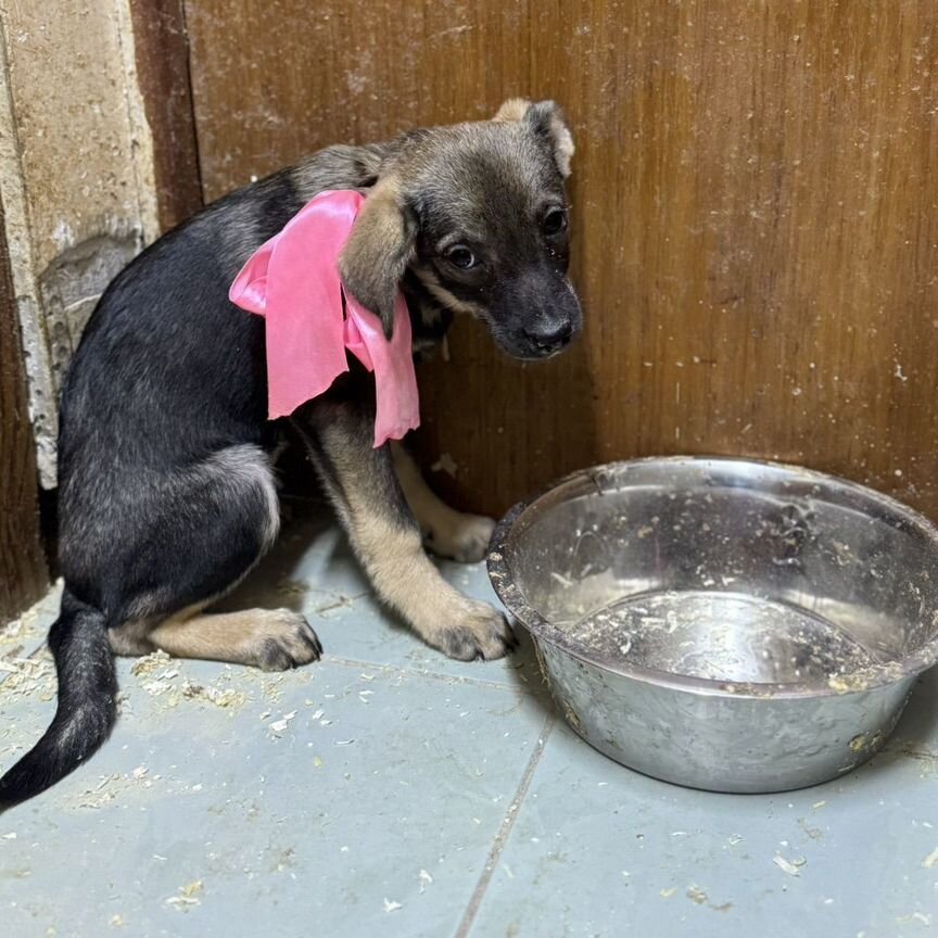 Щенок в добрые руки