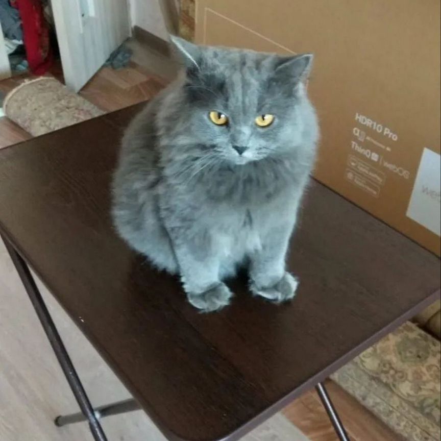 Кот в добрые руки