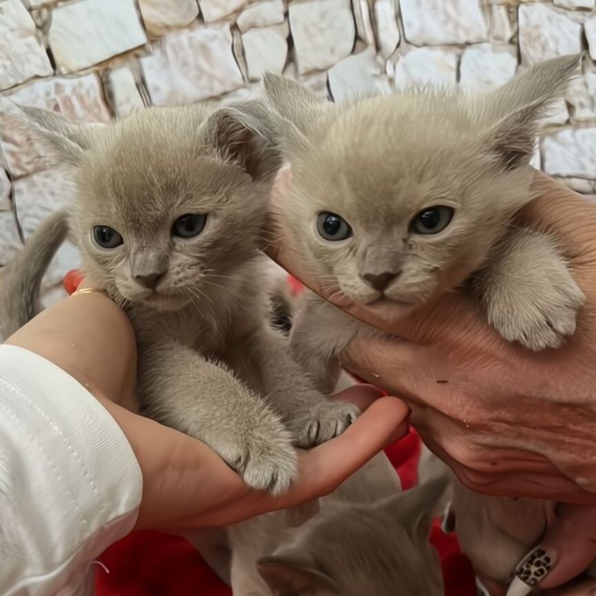 Бурманские котята