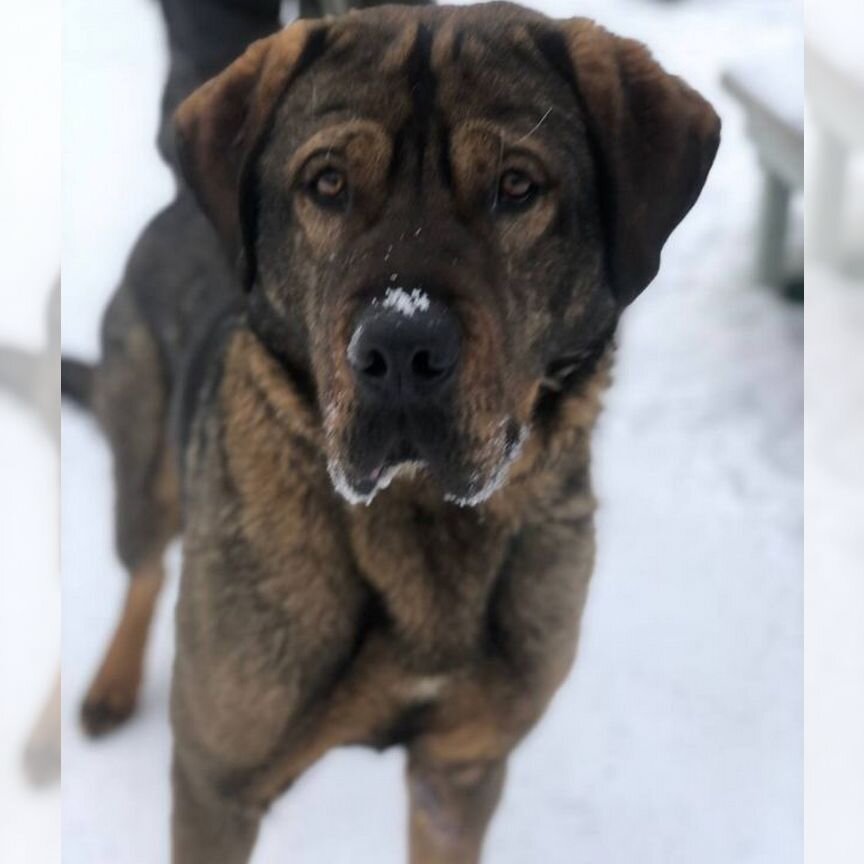 Взрослый пёс в добрые руки