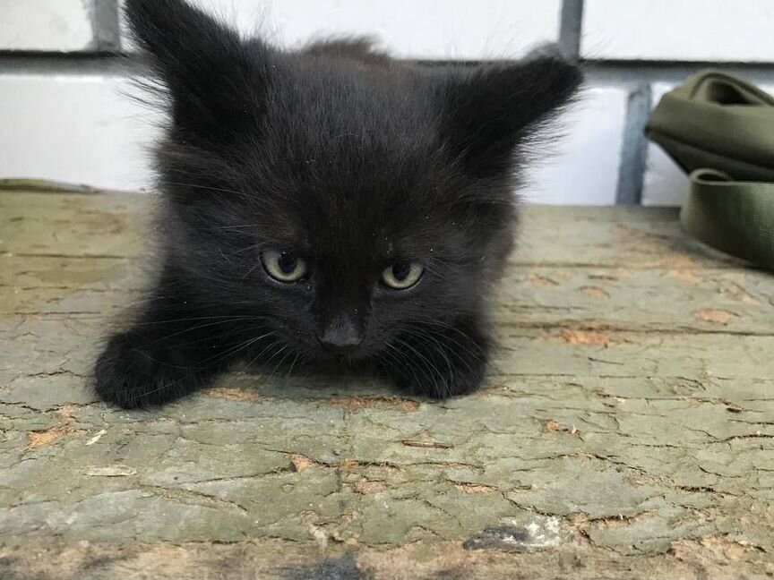 Кошка