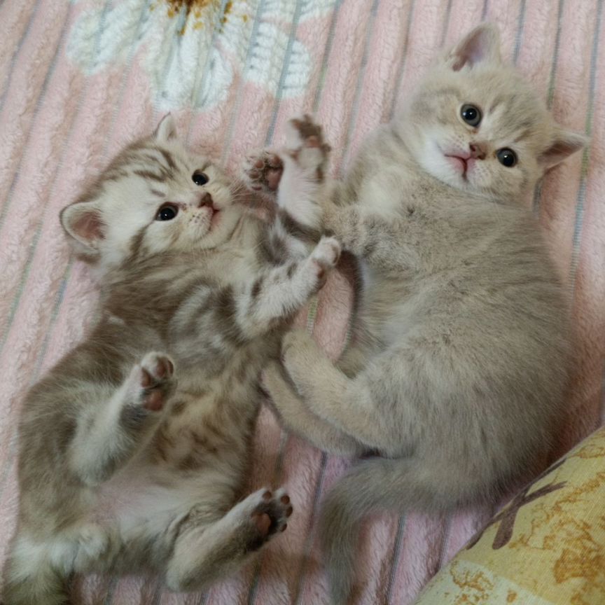 Британский короткошёрстный котёнок