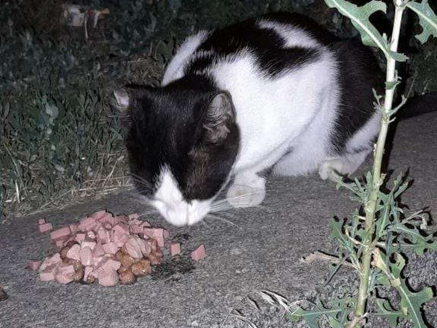 Котик инвалид на улице помогите
