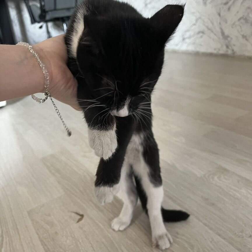 Котенок в добрые руки