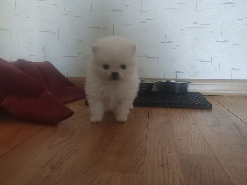 Белый померанский шпиц