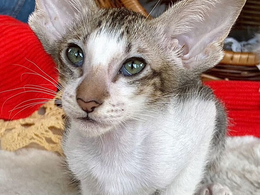 Ориентальная биколорочка