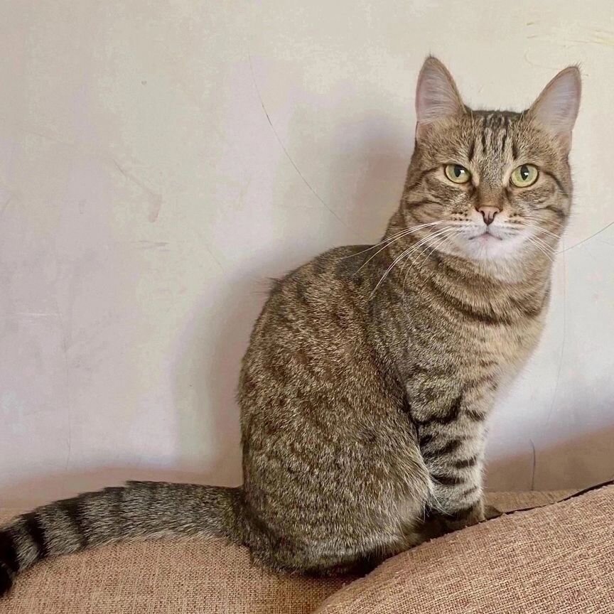 Европейская короткошёрстная кошка, взрослая