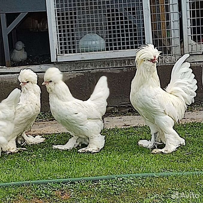 Султанки, шелковые, карл. кохи,ко шамо, модерны