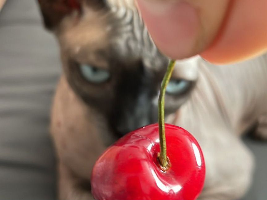 Отлам кота в добрые руки