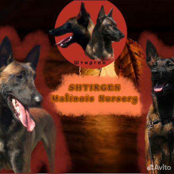 Собаки щенки бельгийская овчарка Малинуа