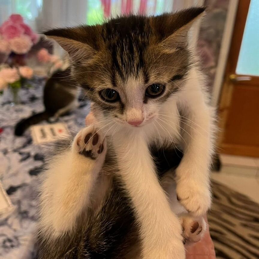 Котенок