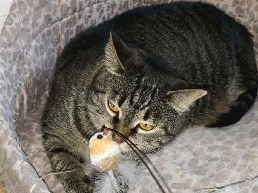 Кошечка полосатик Рыся