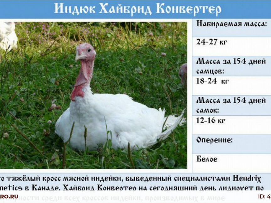 Бройлерные индюшата Хайбрид Конвертер Канада