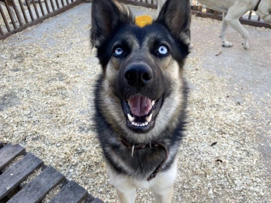 Хозяин предал собаку Айку