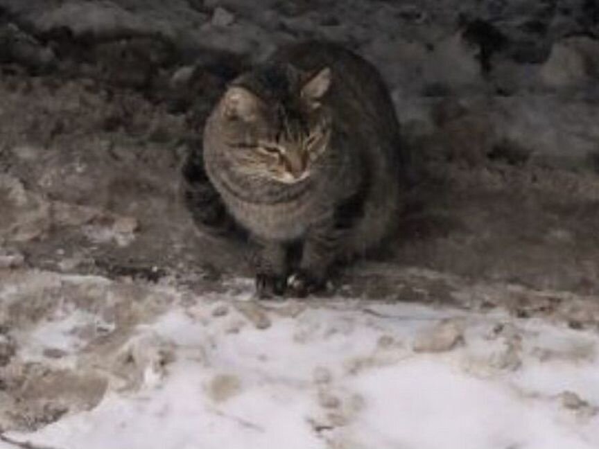 Плачет котик, замерз, спасите
