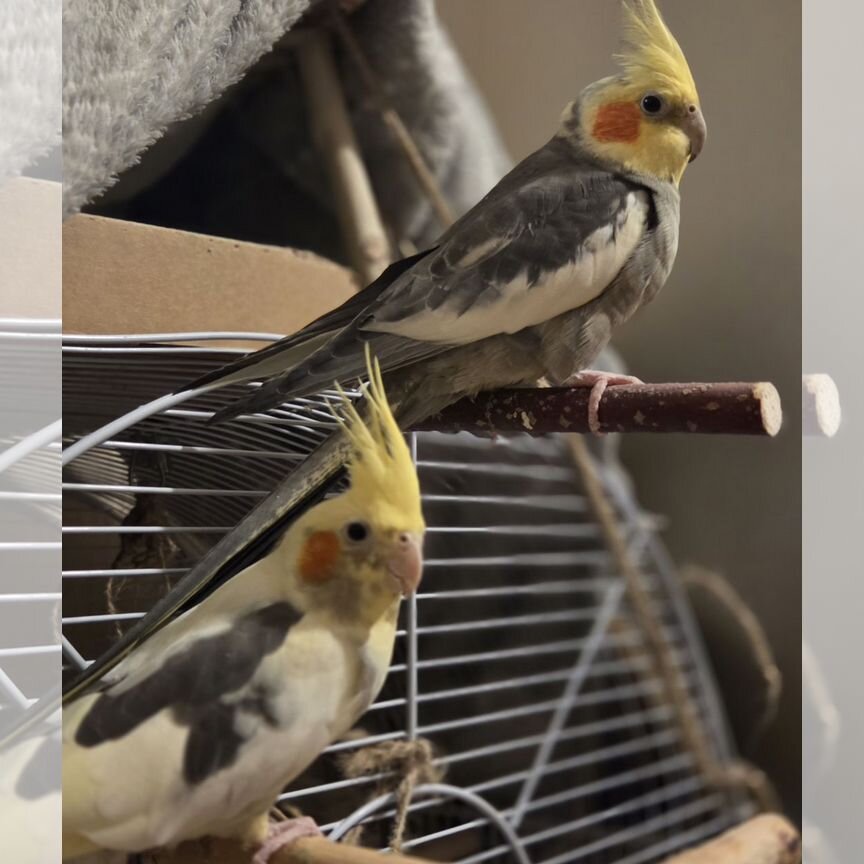 Попугай корелла с клеткой