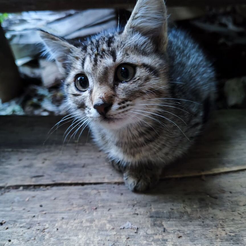 Котята в добрые руки бесплатно Казань
