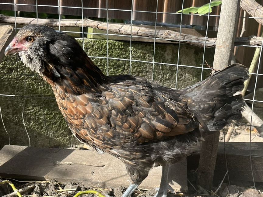 Петушки брекель, амераукана