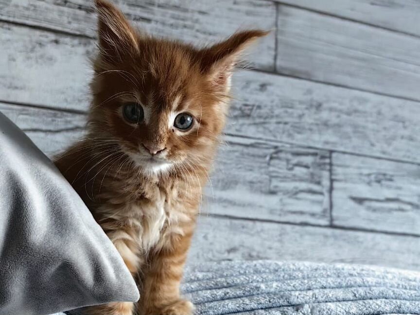 Рыжий котенок мейкун