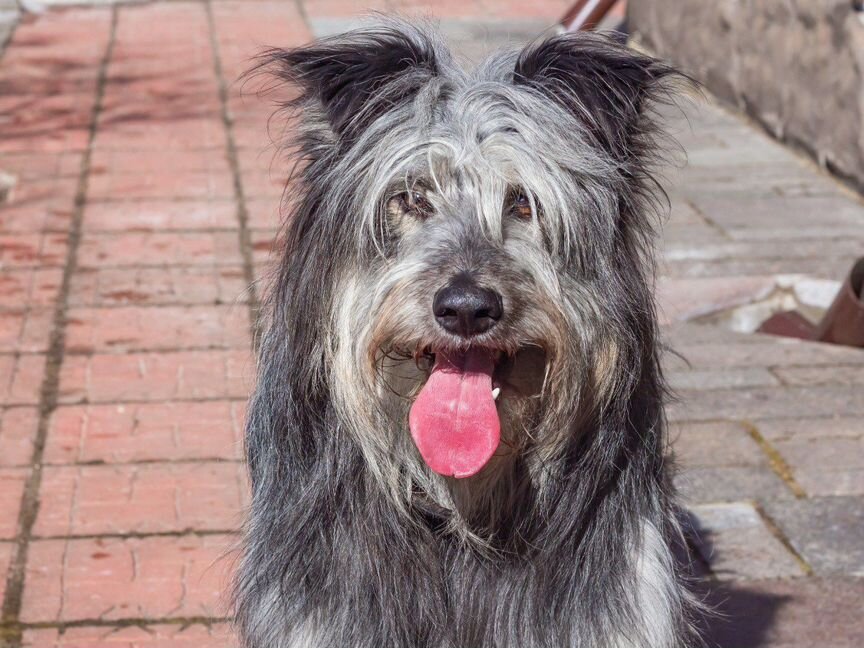 Отчаянно ищет дом Шарик