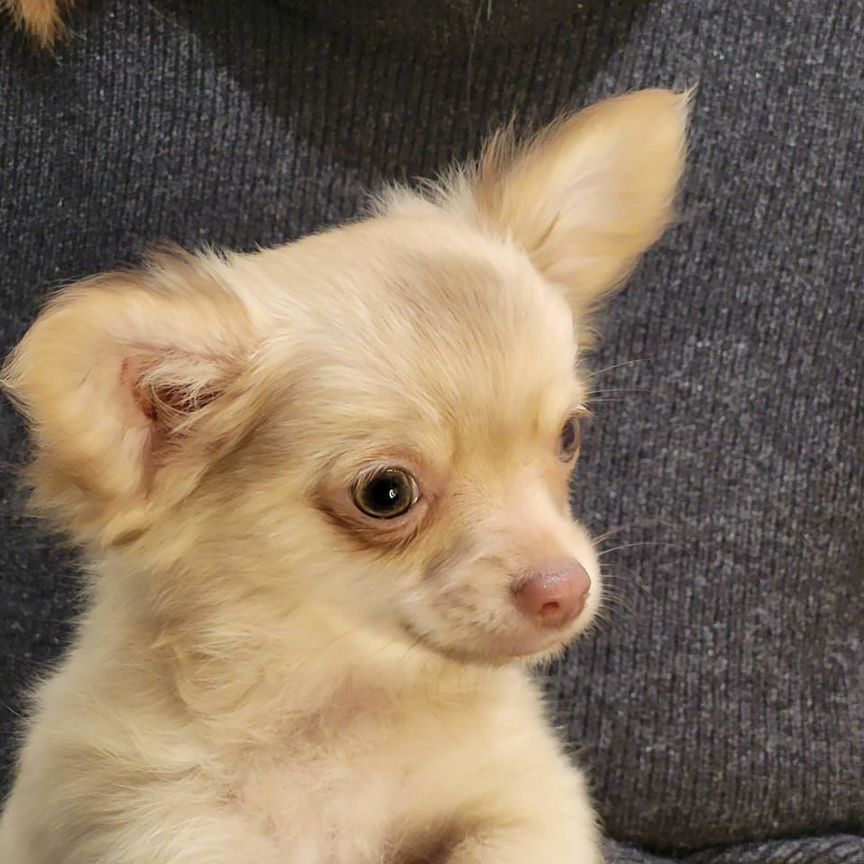 Мальчик чихуахуа, очень нежный