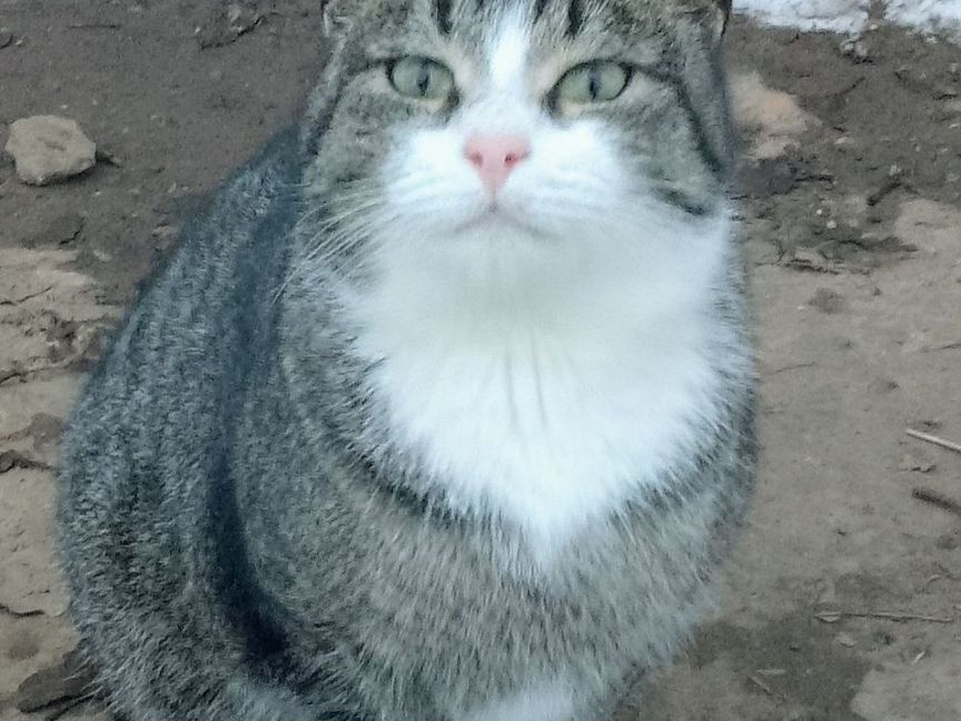 Котики