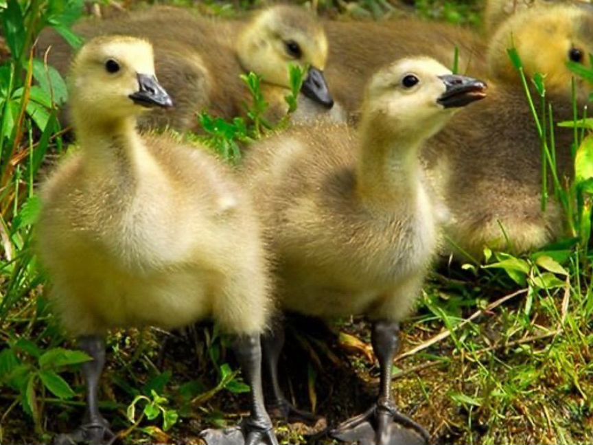 Подрощенные гуси (Линда и Крупная Серая)