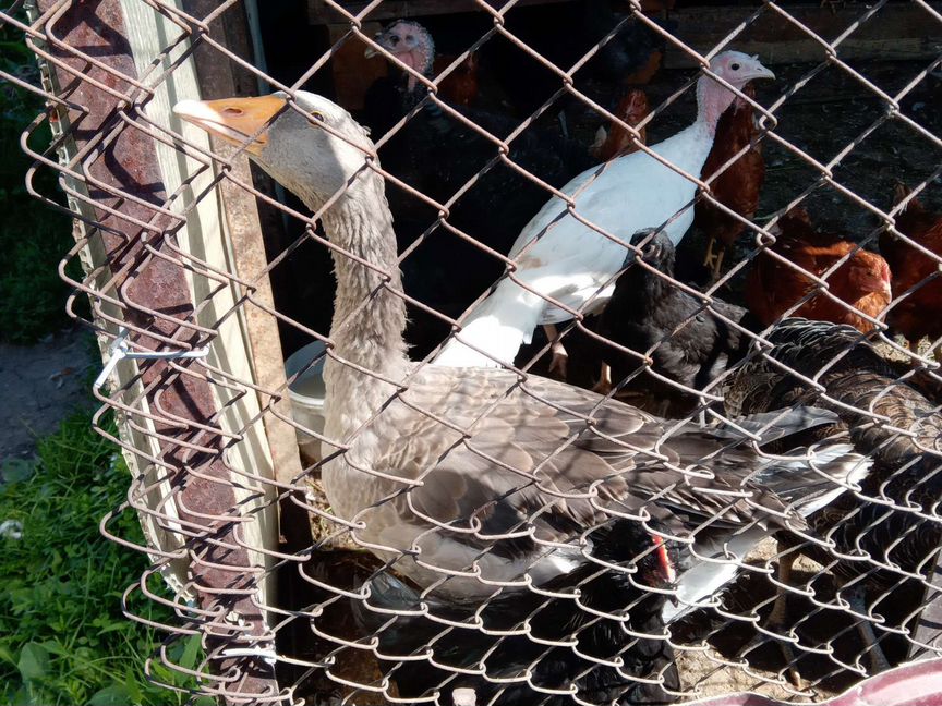 Семья гусей и индоуток