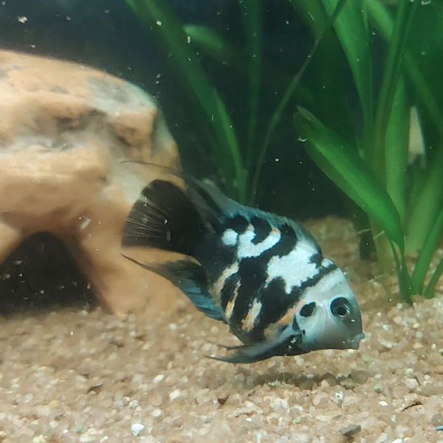 Самки сапфирового попугая обмен