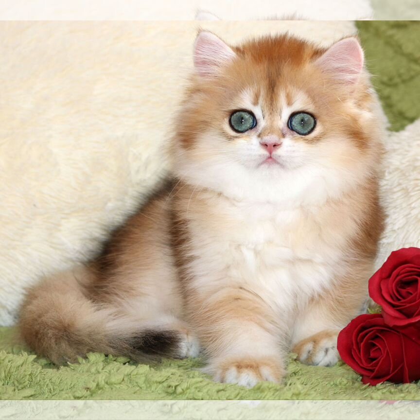 Девочка длинношерстная британская золотая шиншила