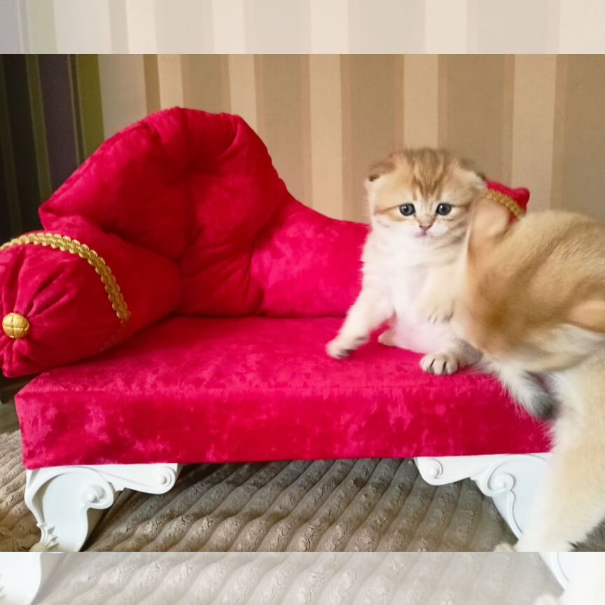 Шотландская золотая шиншилла