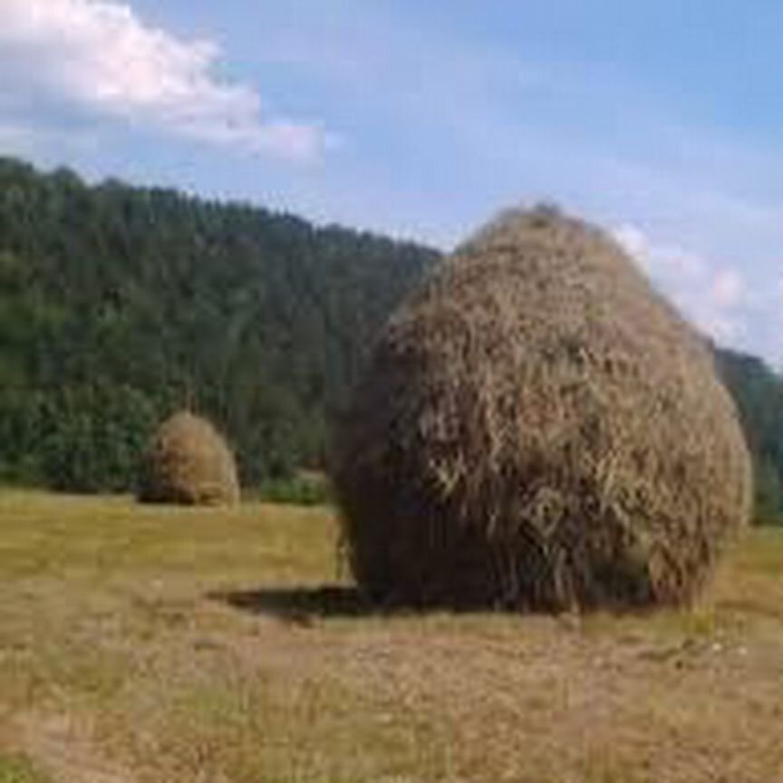 Продам сено