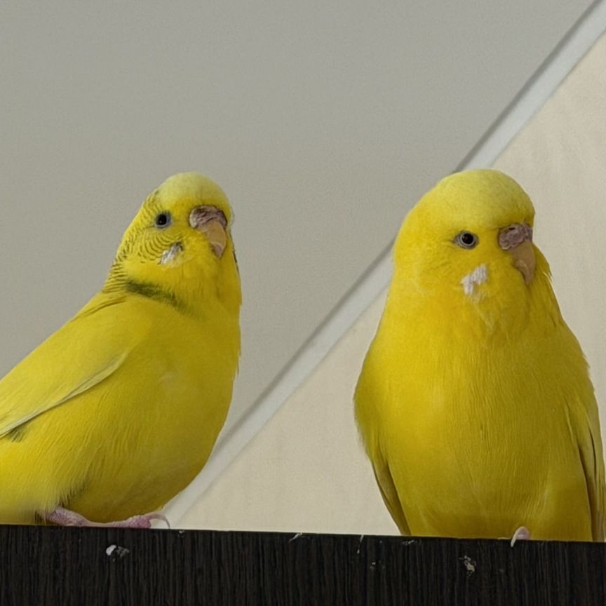 Волнистые попугаи. Девочки