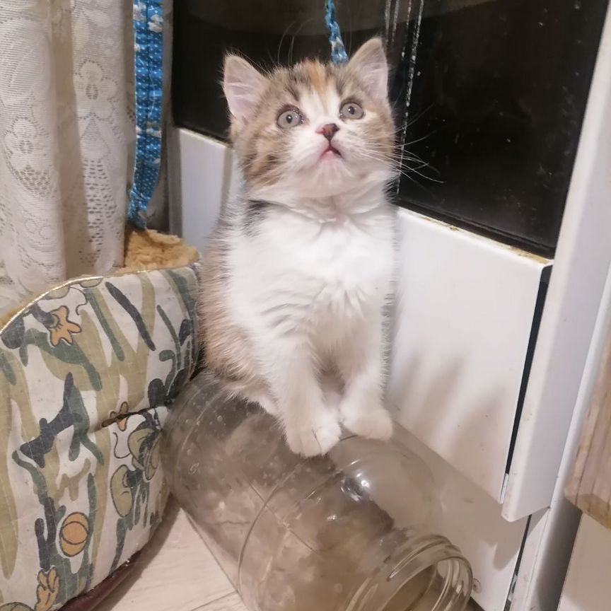 Отдам в добрые руки