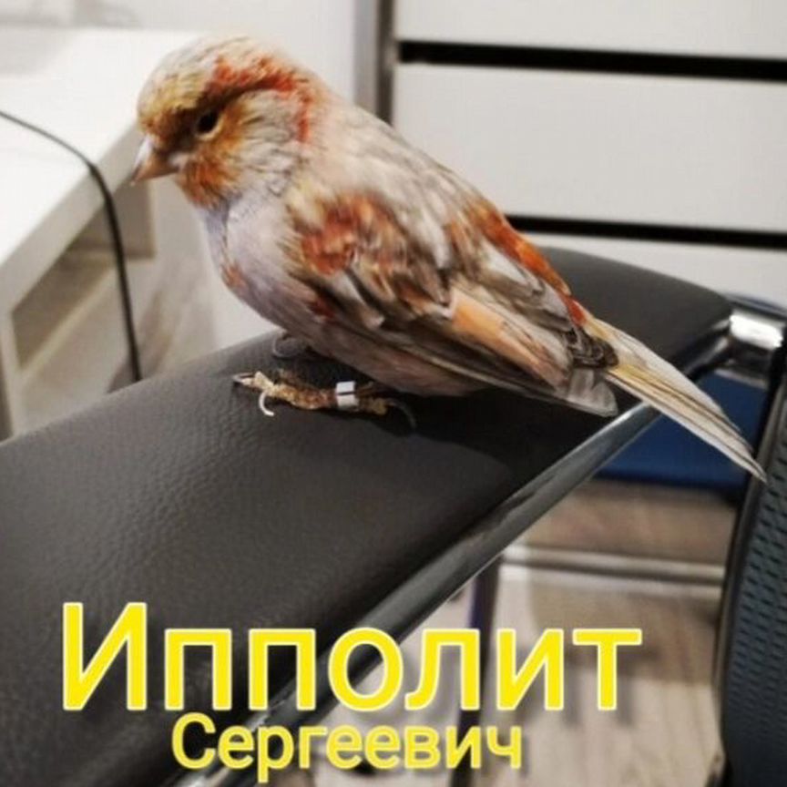 Кенар и канарейка