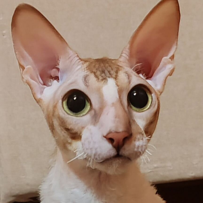 Кошки корниш-рекс